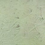 Fern Test Overview: Appearance and Clinical Significance