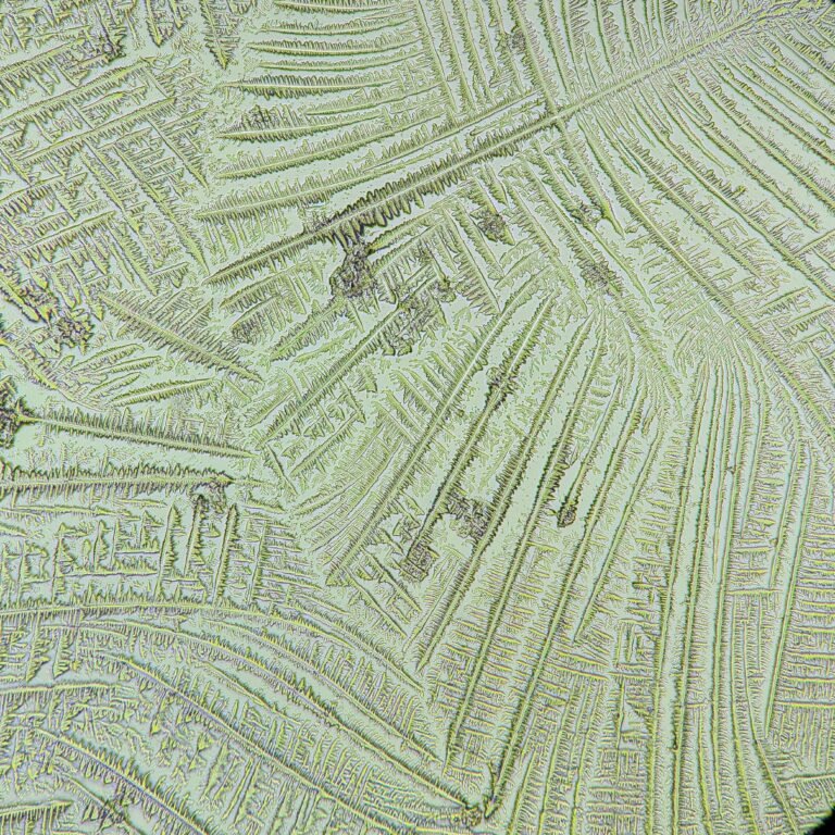 Fern Test Overview: Appearance and Clinical Significance