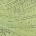 Fern Test Overview: Appearance and Clinical Significance