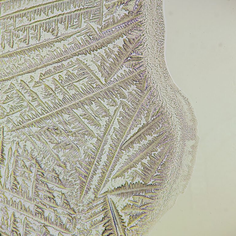 Fern Test Overview: Appearance and Clinical Significance
