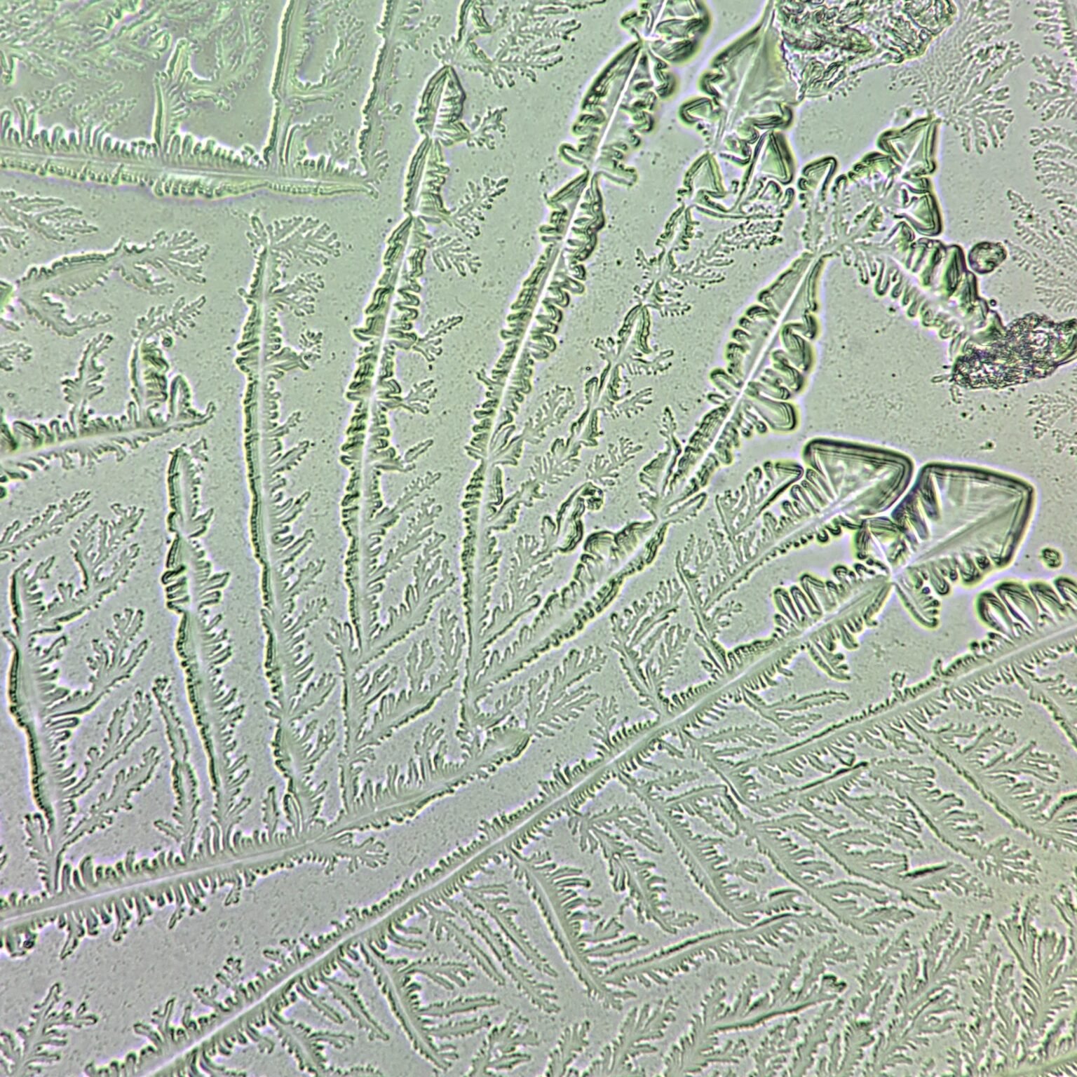 Fern Test Overview: Appearance and Clinical Significance