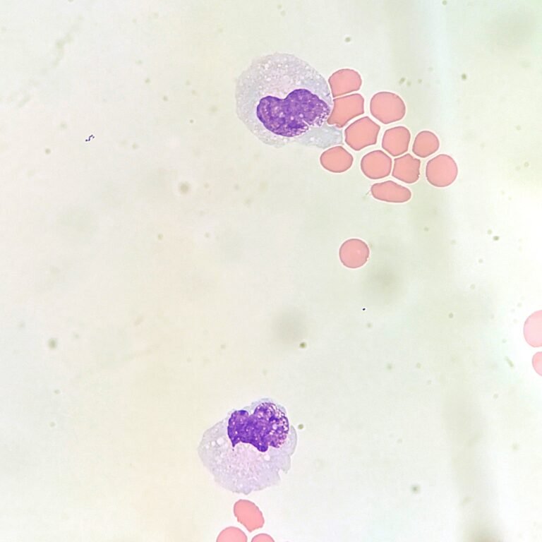 Mitotic Figures - MedLabBuddy