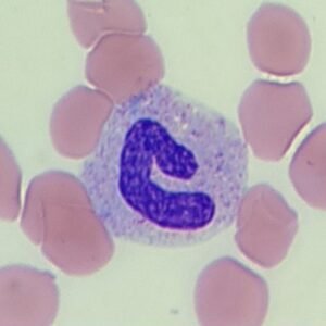 Neutrophil Lineage: Identifying Different Stages of Maturation