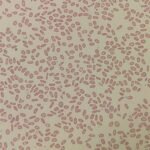 Elliptocytes / Ovalocytes: Appearance & Clinical Significance - MedLabBuddy