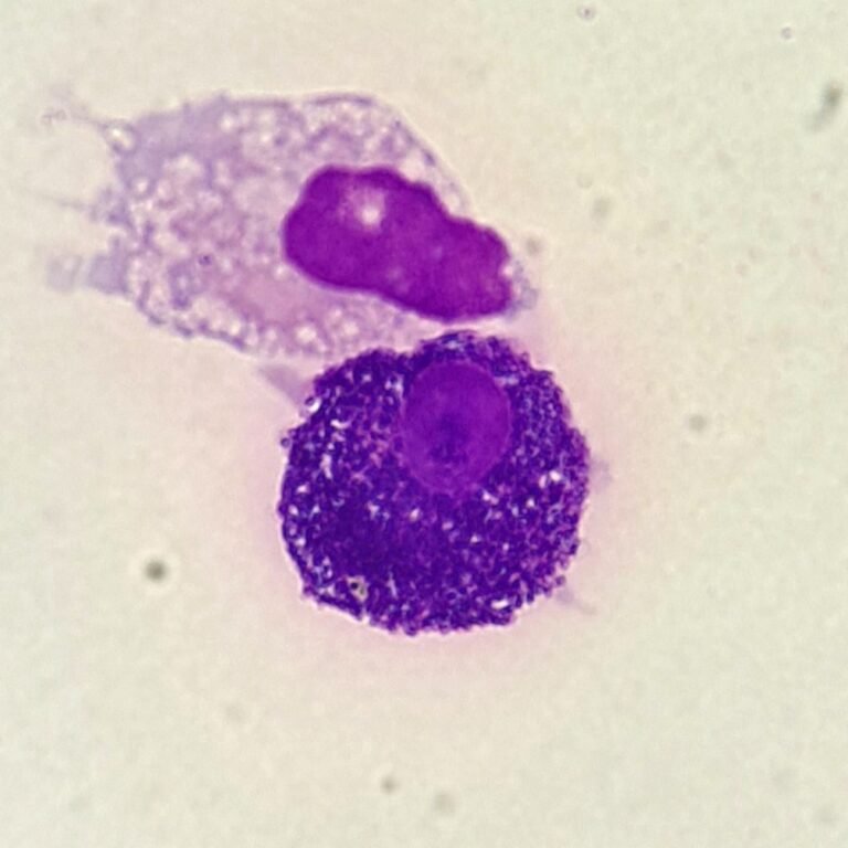Mitotic Figures - MedLabBuddy