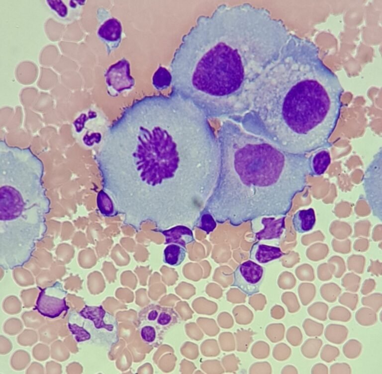 Mitotic Figures - MedLabBuddy