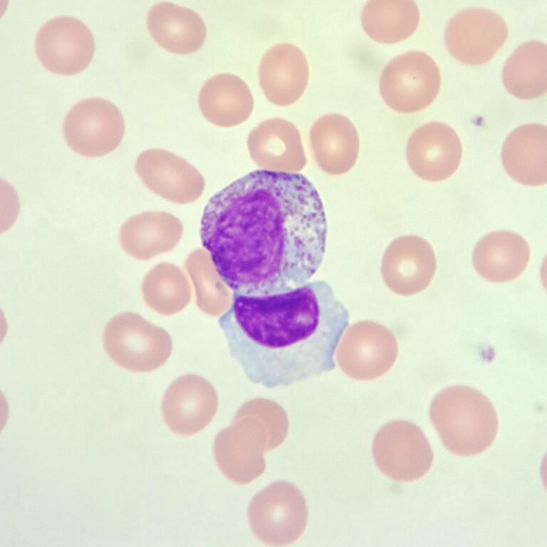 Myelocytes: Identification & Differentiation