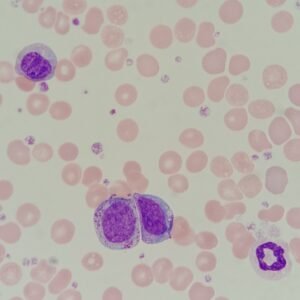 Myelocytes: Identification & Differentiation