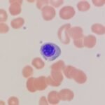 Red Blood Cell Lineage: Identification & Differentiation
