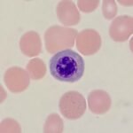 Red Blood Cell Lineage: Identification & Differentiation