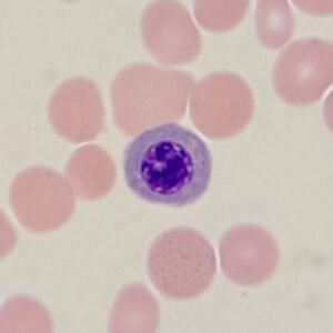 Red Blood Cell Lineage: Identification & Differentiation