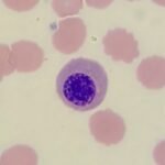 Red Blood Cell Lineage: Identification & Differentiation