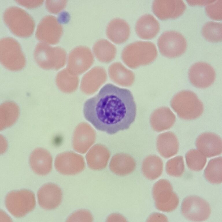 Red Blood Cell Lineage: Identification & Differentiation