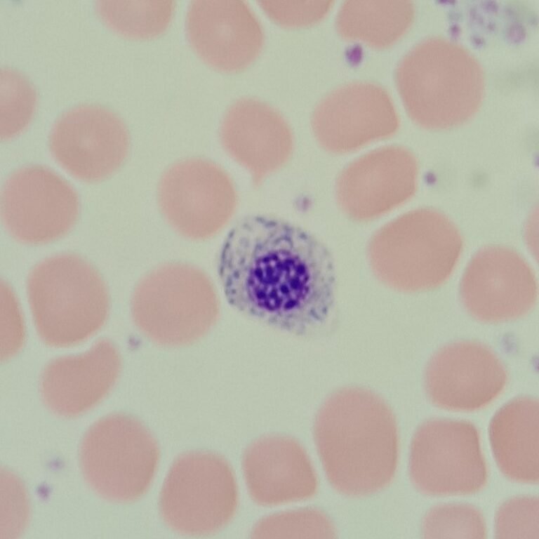 Red Blood Cell Lineage: Identification & Differentiation