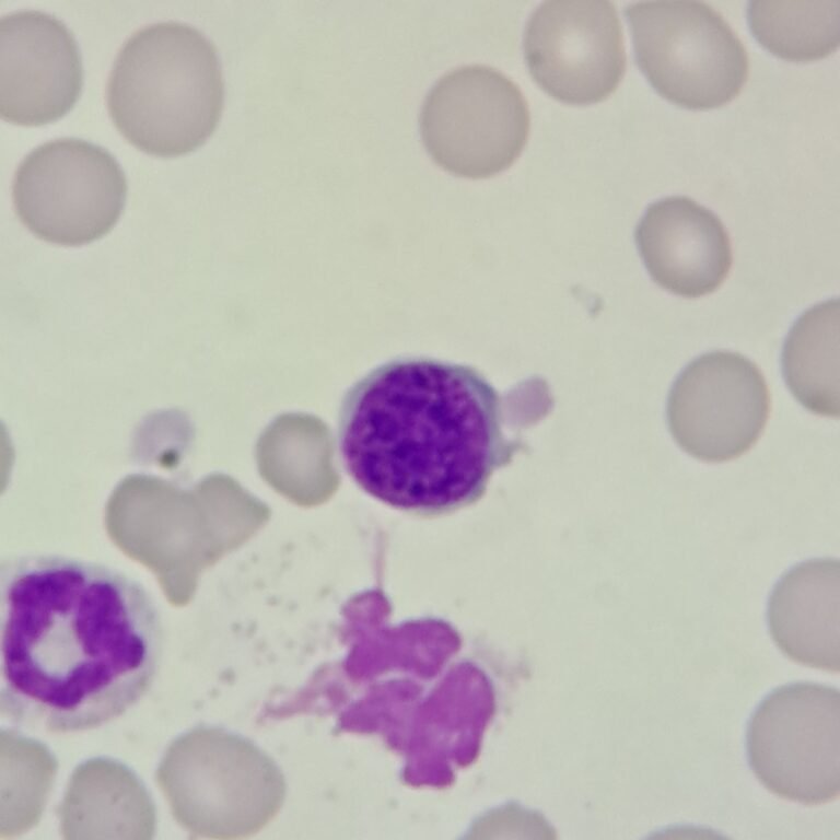 Red Blood Cell Lineage: Identification & Differentiation