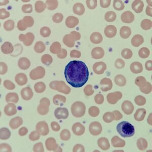 Red Blood Cell Lineage: Identification & Differentiation
