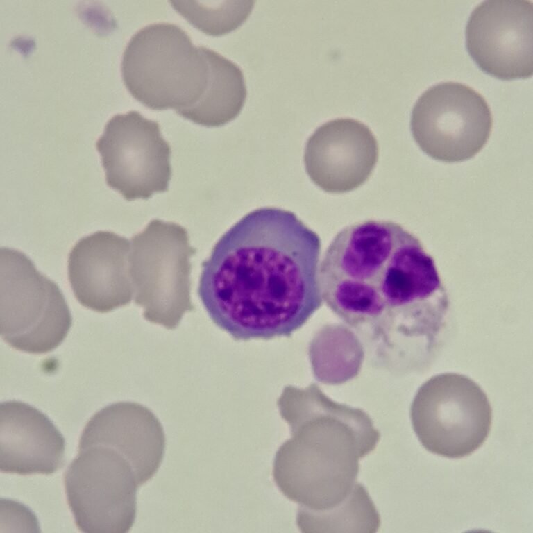 Red Blood Cell Lineage: Identification & Differentiation