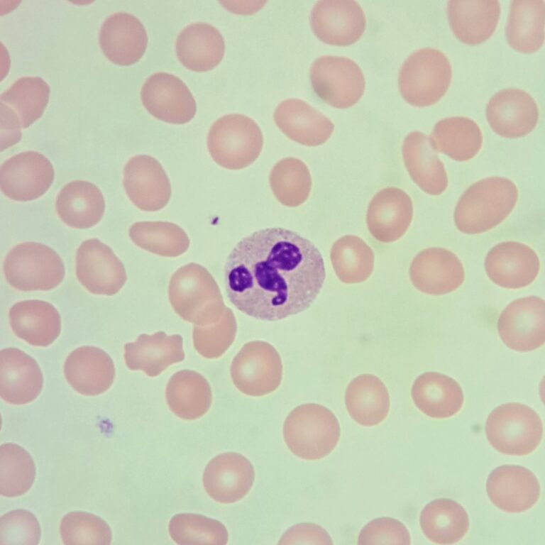 Segmented Neutrophils: Identification & Differentiation