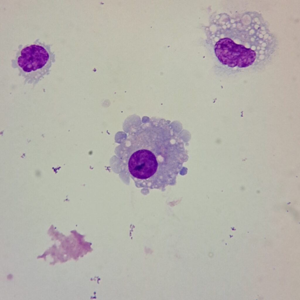 Mitotic Figures - MedLabBuddy